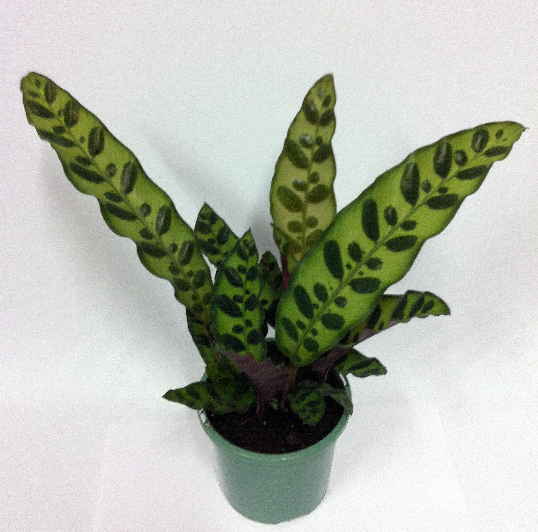 Rattlesnake Plant - Calathea lancifolia - Easy House Plant - 4" Pot