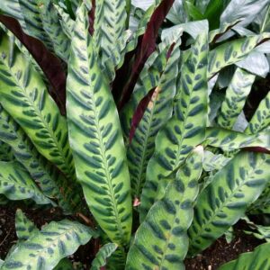 Rattlesnake Plant - Calathea lancifolia - Easy House Plant - 4" Pot