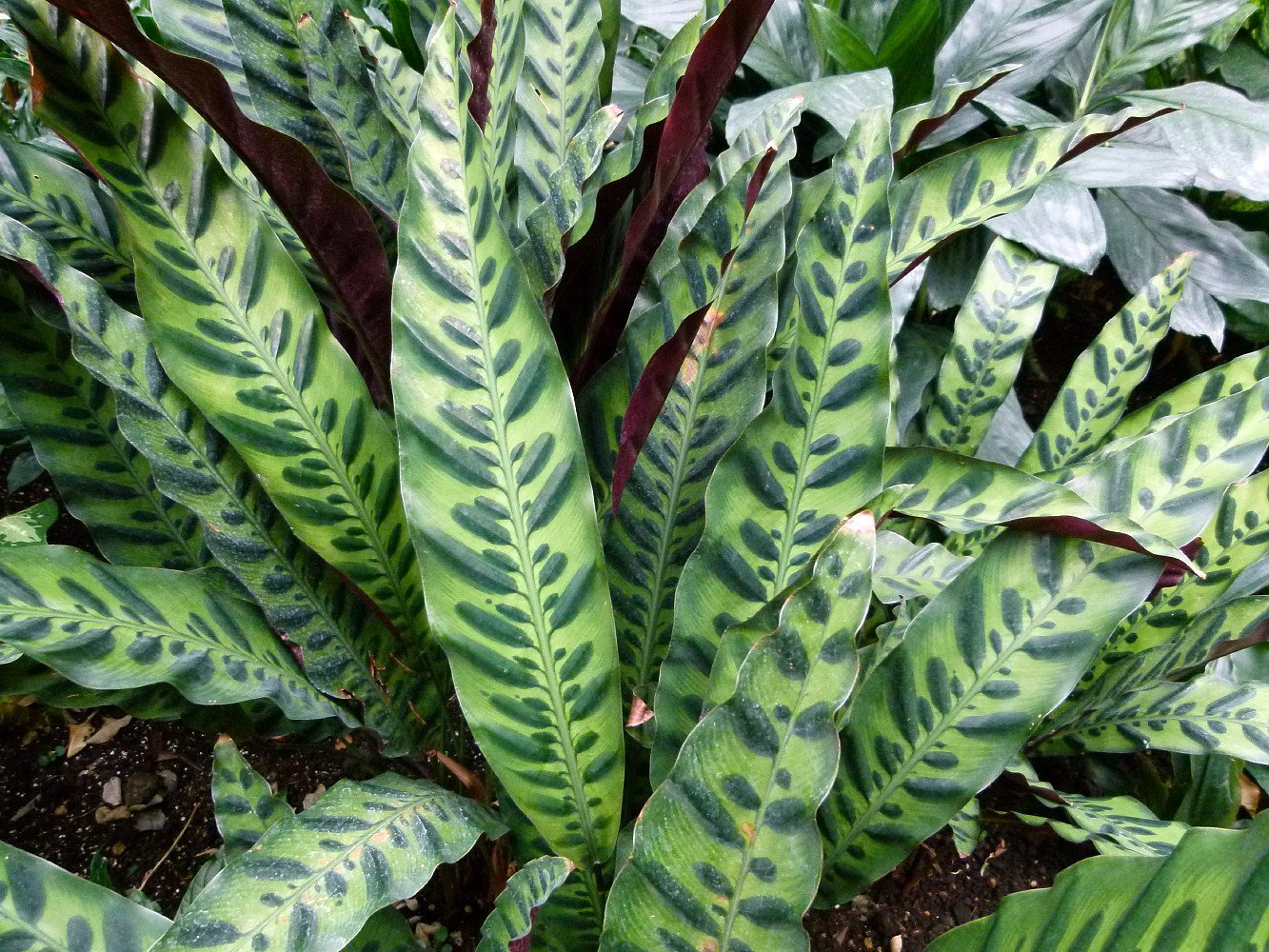 Rattlesnake Plant - Calathea lancifolia - Easy House Plant - 4" Pot