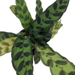 Rattlesnake Plant - Calathea lancifolia - Easy House Plant - 4" Pot