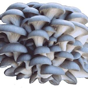 Organic Blue Oyster Mushroom Growing Kit