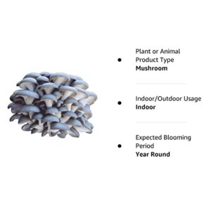 Organic Blue Oyster Mushroom Growing Kit