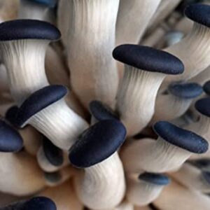 Organic Blue Oyster Mushroom Growing Kit