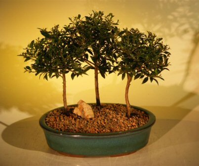 Bonsai Boy Flowering Brush Cherry Bonsai Tree Three 3 Tree Forest Group eugenia myrtifolia