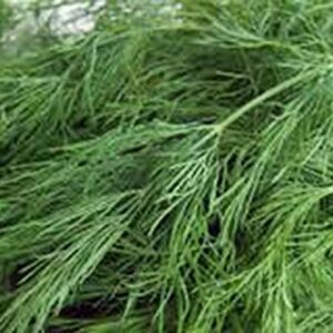 Dill Seed, Bouquet, Heirloom, Non GMO, 25+ Seeds, Herb Fresh or Dried