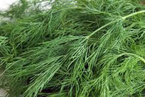 Dill Seed, Bouquet, Heirloom, Non GMO, 25+ Seeds, Herb Fresh or Dried