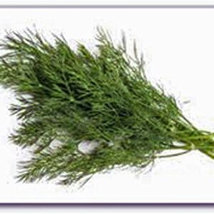 Dill Seed, Bouquet, Heirloom, Non GMO, 25+ Seeds, Herb Fresh or Dried