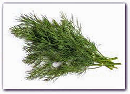 Dill Seed, Bouquet, Heirloom, Non GMO, 25+ Seeds, Herb Fresh or Dried