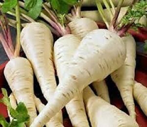 parsnip, harris model, heirloom, non gmo, 50+ seeds, parsnip seeds