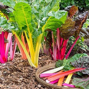 swiss chard seeds,swiss chard, rainbow, heirloom, 25+seeds, non gmo