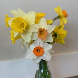 50 Daffodil Mixture - Narcissus Large Cupped Giant Mixture