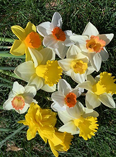 50 Daffodil Mixture - Narcissus Large Cupped Giant Mixture