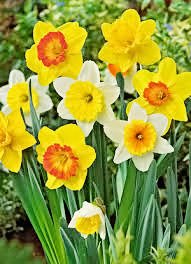 50 Daffodil Mixture - Narcissus Large Cupped Giant Mixture