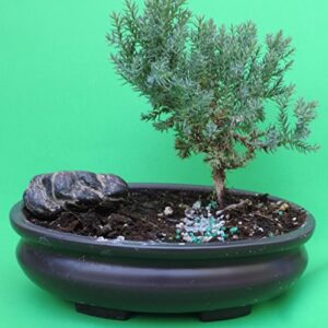 fertilized juniper bonsai with rock sold by jm bamboo