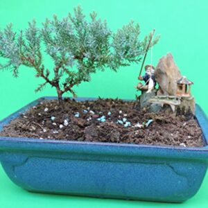 Fertilized Juniper Bonsai Tree with Blue Glazed Handmade vase Sold by JM Bamboo