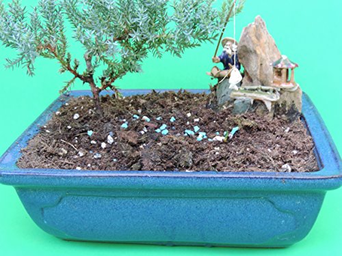 Fertilized Juniper Bonsai Tree with Blue Glazed Handmade vase Sold by JM Bamboo