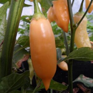 Sugar Rush Peach Pepper 10+ Seeds