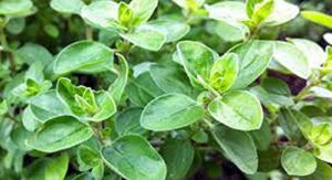 marjoram sweet, heirloom, non gom, (25+) herb, majoram sweet seeds