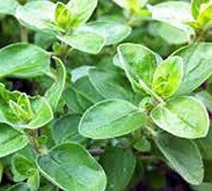 Marjoram Sweet, Heirloom, Non GOM, (25+) Herb, Majoram Sweet Seeds