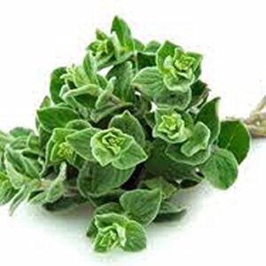 Marjoram Sweet, Heirloom, Non GOM, (25+) Herb, Majoram Sweet Seeds