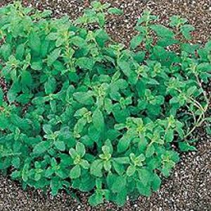 Marjoram Sweet, Heirloom, Non GOM, (25+) Herb, Majoram Sweet Seeds