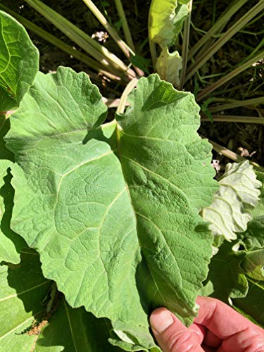 Burdock Root Seeds - Pack of 50, Certified Organic, Non-GMO, Open Pollinated, Untreated Vegetable Seeds for Planting – from USA