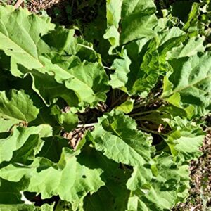 Burdock Root Seeds - Pack of 50, Certified Organic, Non-GMO, Open Pollinated, Untreated Vegetable Seeds for Planting – from USA