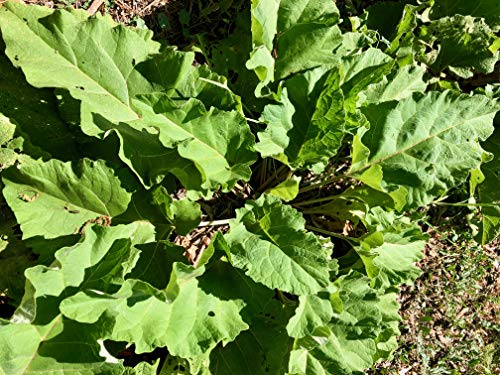 Burdock Root Seeds - Pack of 50, Certified Organic, Non-GMO, Open Pollinated, Untreated Vegetable Seeds for Planting – from USA