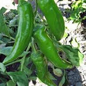 Pepper, Anaheim, Heirloom, 100 Seeds, Mildly Spicy Great Fresh OR Dried