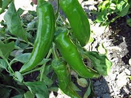 Pepper, Anaheim, Heirloom, 100 Seeds, Mildly Spicy Great Fresh OR Dried