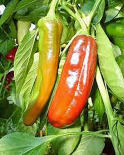 Pepper, Anaheim, Heirloom, 100 Seeds, Mildly Spicy Great Fresh OR Dried