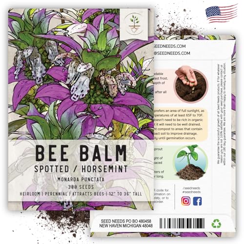 Seed Needs, Spotted Bee Balm Seeds - 300 Heirloom Seeds for Planting Monarda punctata - Horsemint Herb, Open Pollinated, Attracts Pollinators (1 Pack)