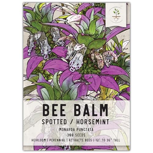 Seed Needs, Spotted Bee Balm Seeds - 300 Heirloom Seeds for Planting Monarda punctata - Horsemint Herb, Open Pollinated, Attracts Pollinators (1 Pack)