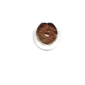 Ancient Roman Herod Prutah of The Holy Land Coin with Certificate and Album