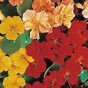 nasturtium, whirly bird mix seeds, 25+ seeds, newly harvested-beautiful flower