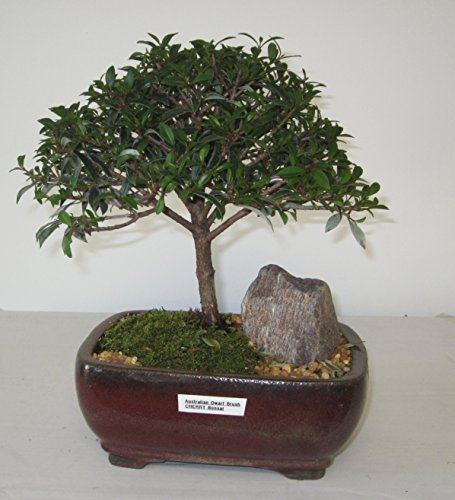 [Bonsai Gardens] Highest Quality, Medium Dwarf Australian Brush Cherry Bonsai Tree