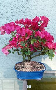 bougainvillea large bonsai tree from indoorbonsaiandexotics