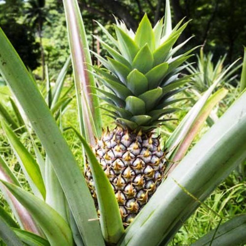 Pineapple Plants "White Jade" Includes Four (4) Plants