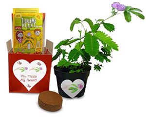 tickleme plant grow kit - you tickle my heart - share growing the only plant that closes its leaves when tickled or when blown a kiss! includes soil disk, seeds, 4 inch flower pot. easy to grow.