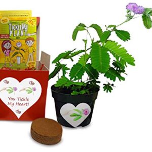 TickleMe Plant Grow Kit - You Tickle My Heart - Share Growing The Only Plant That Closes Its Leaves When Tickled or When Blown a KISS! Includes Soil Disk, Seeds, 4 inch Flower Pot. Easy to Grow.