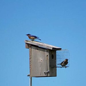 Flowing River Farm- Bird House Wire Entrance Predator Guard