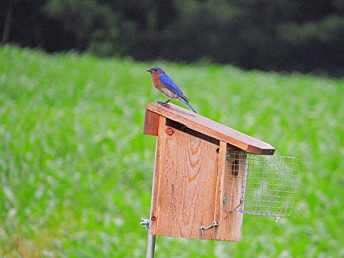 Flowing River Farm- Bird House Wire Entrance Predator Guard