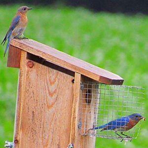 Flowing River Farm- Bird House Wire Entrance Predator Guard