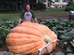 ron wallace's whoppers giant pumpkin seeds (5 seeds per package)