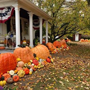 Ron Wallace's Whoppers Giant Pumpkin Seeds (5 Seeds per Package)