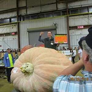 Ron Wallace's Whoppers Giant Pumpkin Seeds (5 Seeds per Package)