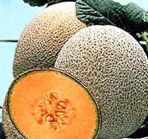 hale's best jumbo cantaloupe seeds - 50 seeds non-gmo