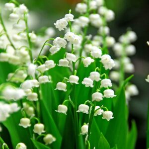 lily of the valley - 5 flower roots per package