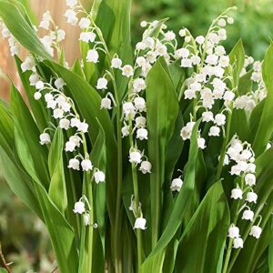 Lily of The Valley - 5 Flower Roots Per Package