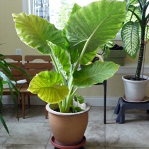 Giant Elephant Ear (3 Bulbs) Colocasia Esculenta - Beautiful Bulbs,tropical